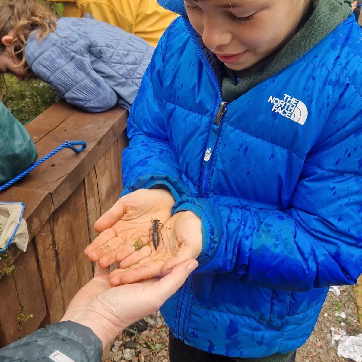 Sheen Mount Primary - Newts!